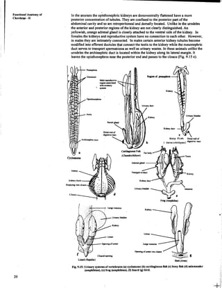 BSc-Zoology-02Sem-DrVijay-Comparative anatomy of vertebrates.pdf