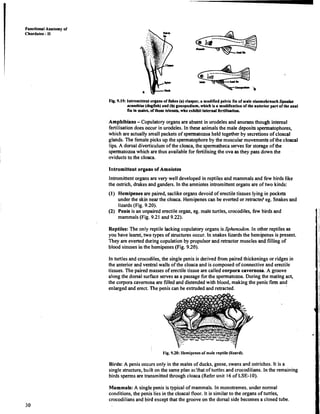 BSc-Zoology-02Sem-DrVijay-Comparative anatomy of vertebrates.pdf