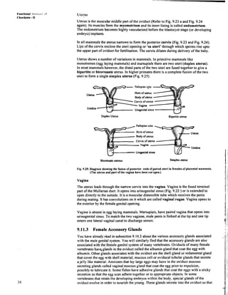 BSc-Zoology-02Sem-DrVijay-Comparative anatomy of vertebrates.pdf