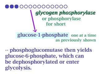 Carbohydrate metabolism | PPT
