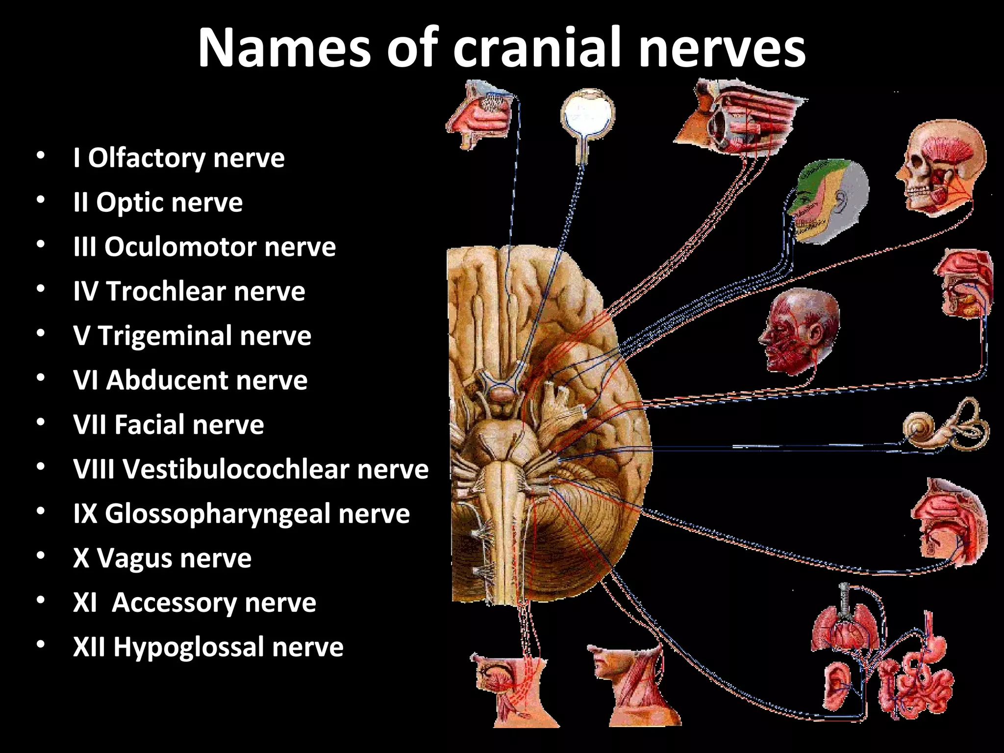 cranial nerves based on medical science | PPT