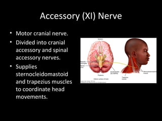 cranial nerves based on medical science | PPT