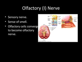 cranial nerves based on medical science | PPT