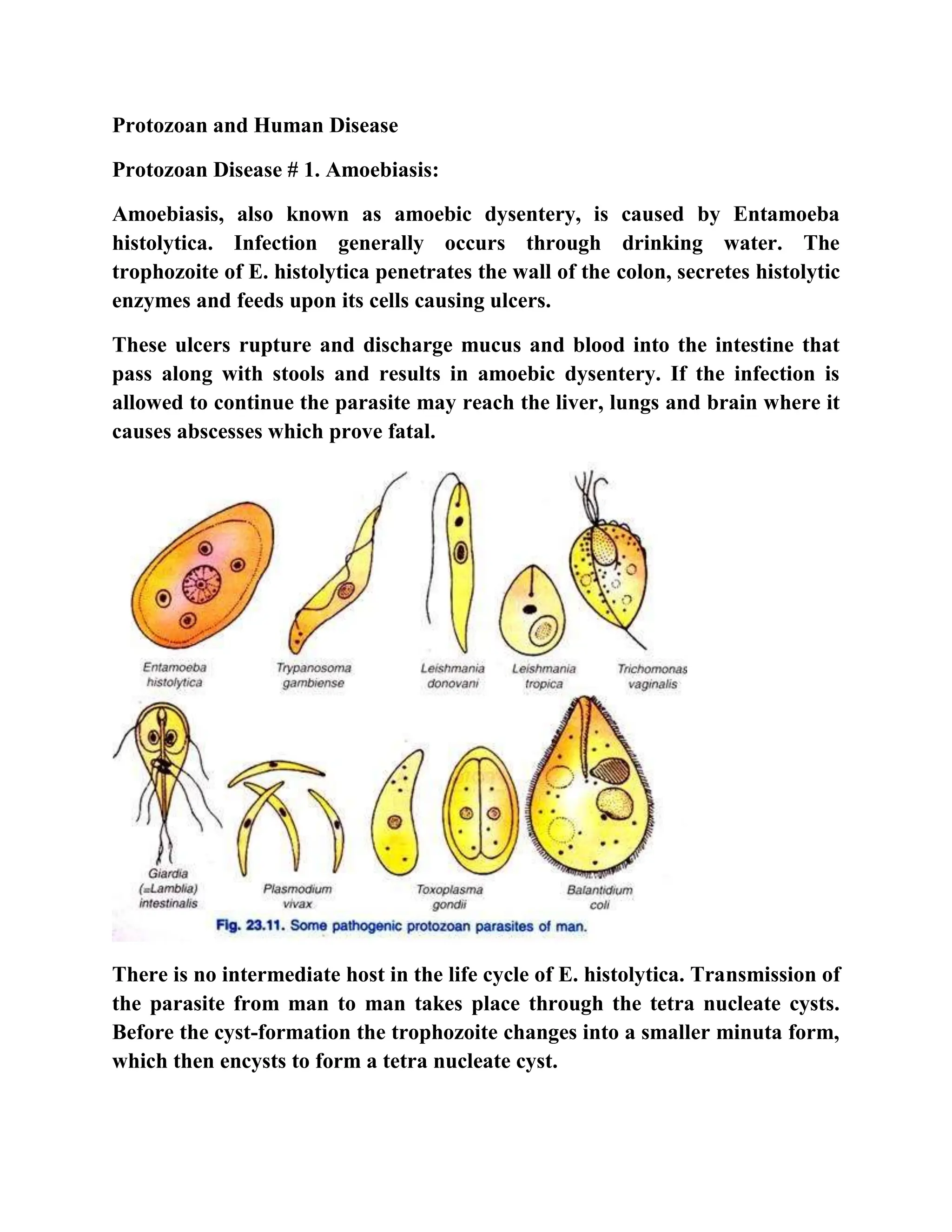 Protozoan and human disease for bsc 1st year | DOC