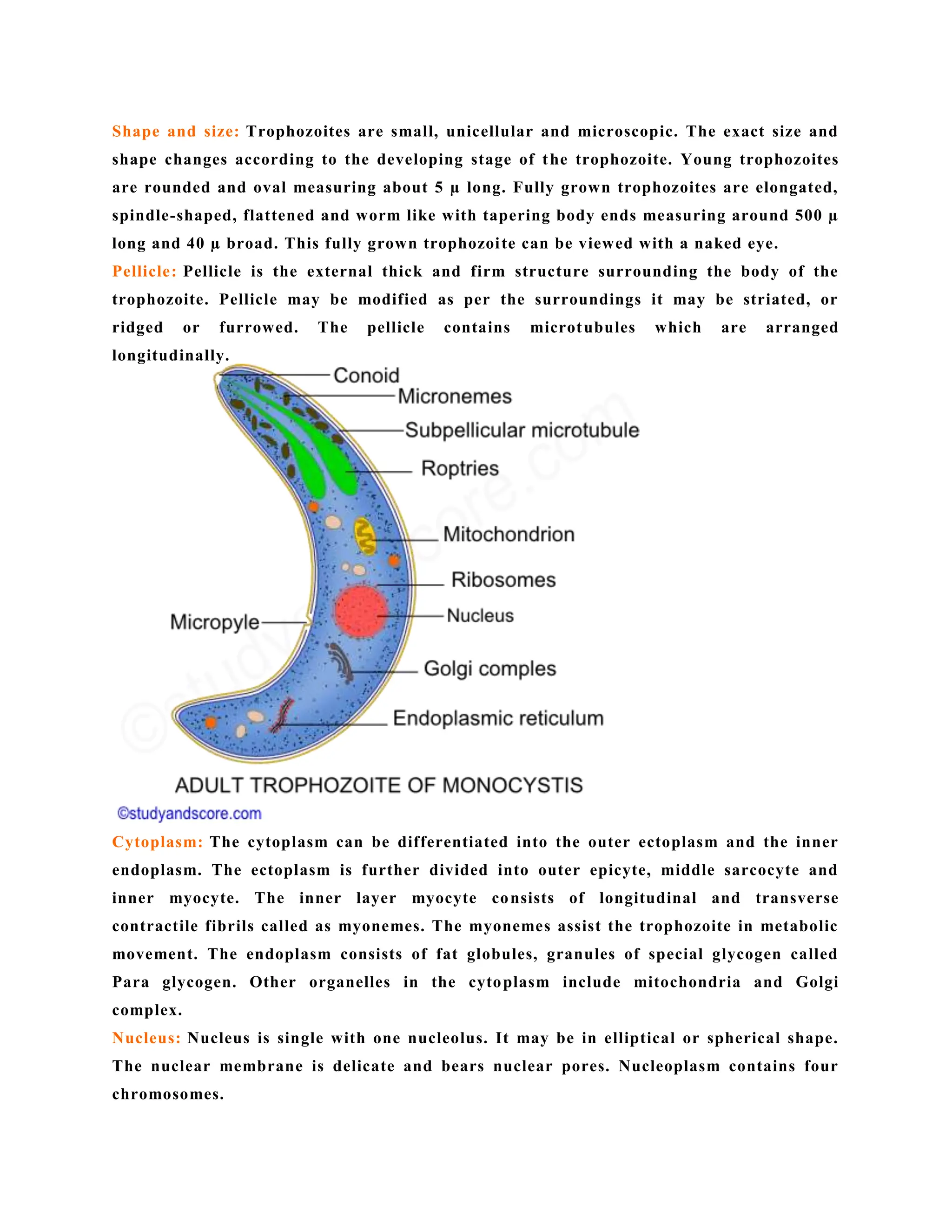 Protozoan and human disease for bsc 1st year | DOC
