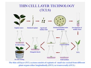 BSc III.pdf Plant tissue culture study material | PDF