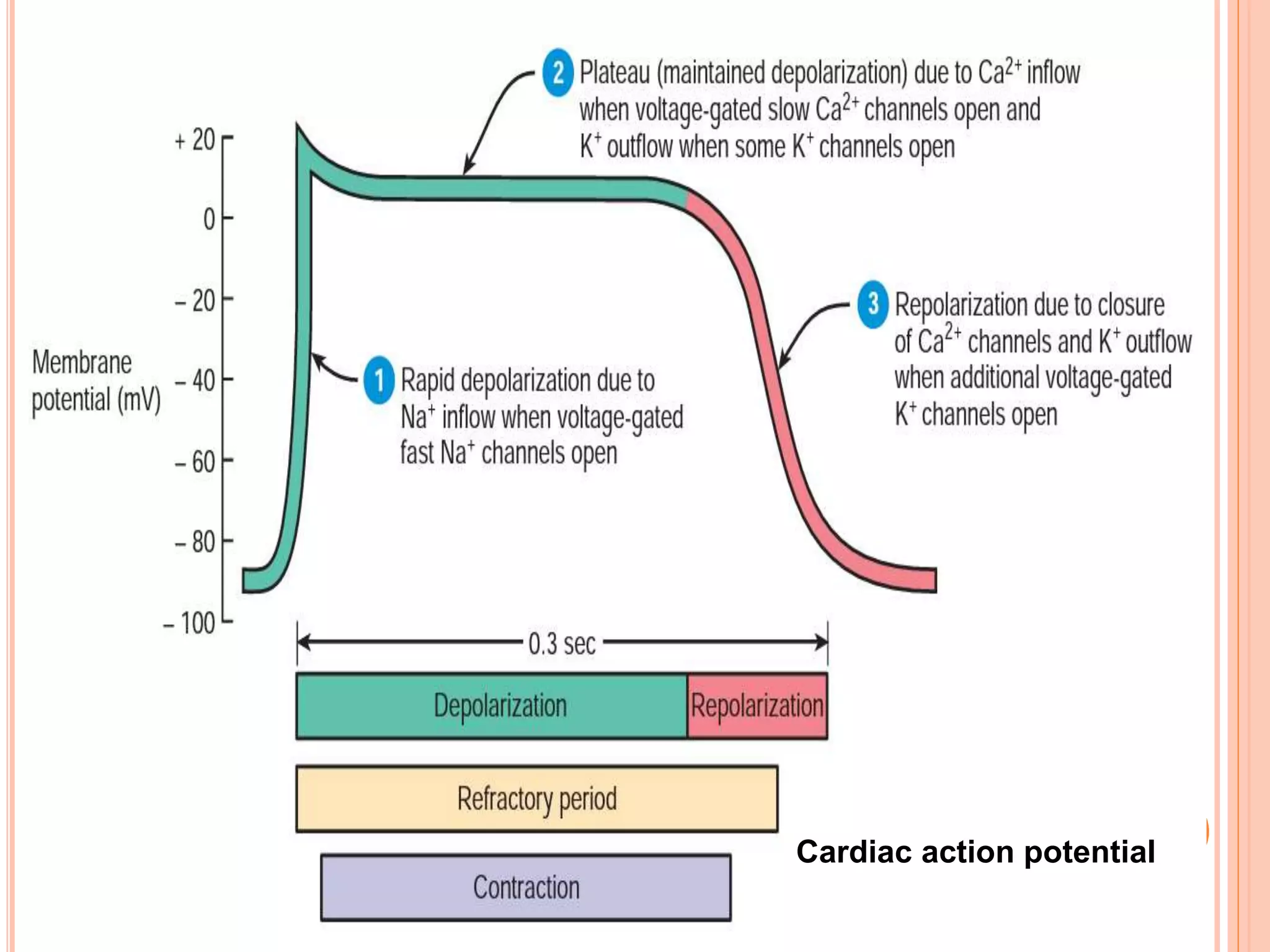 BSC Lecture Action potential.pdf