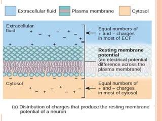 BSC Lecture Action potential.pdf