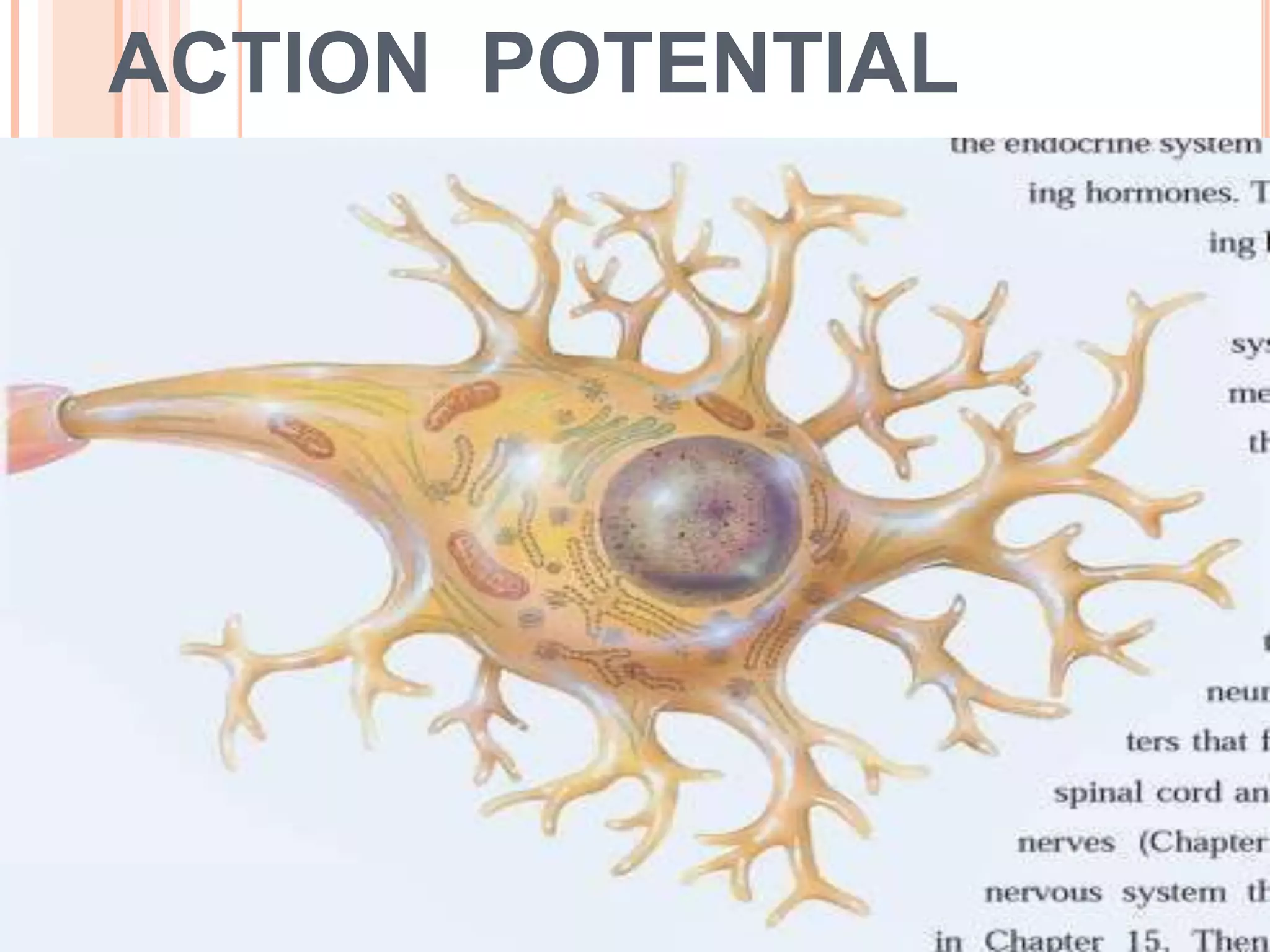 BSC Lecture Action potential.pptx