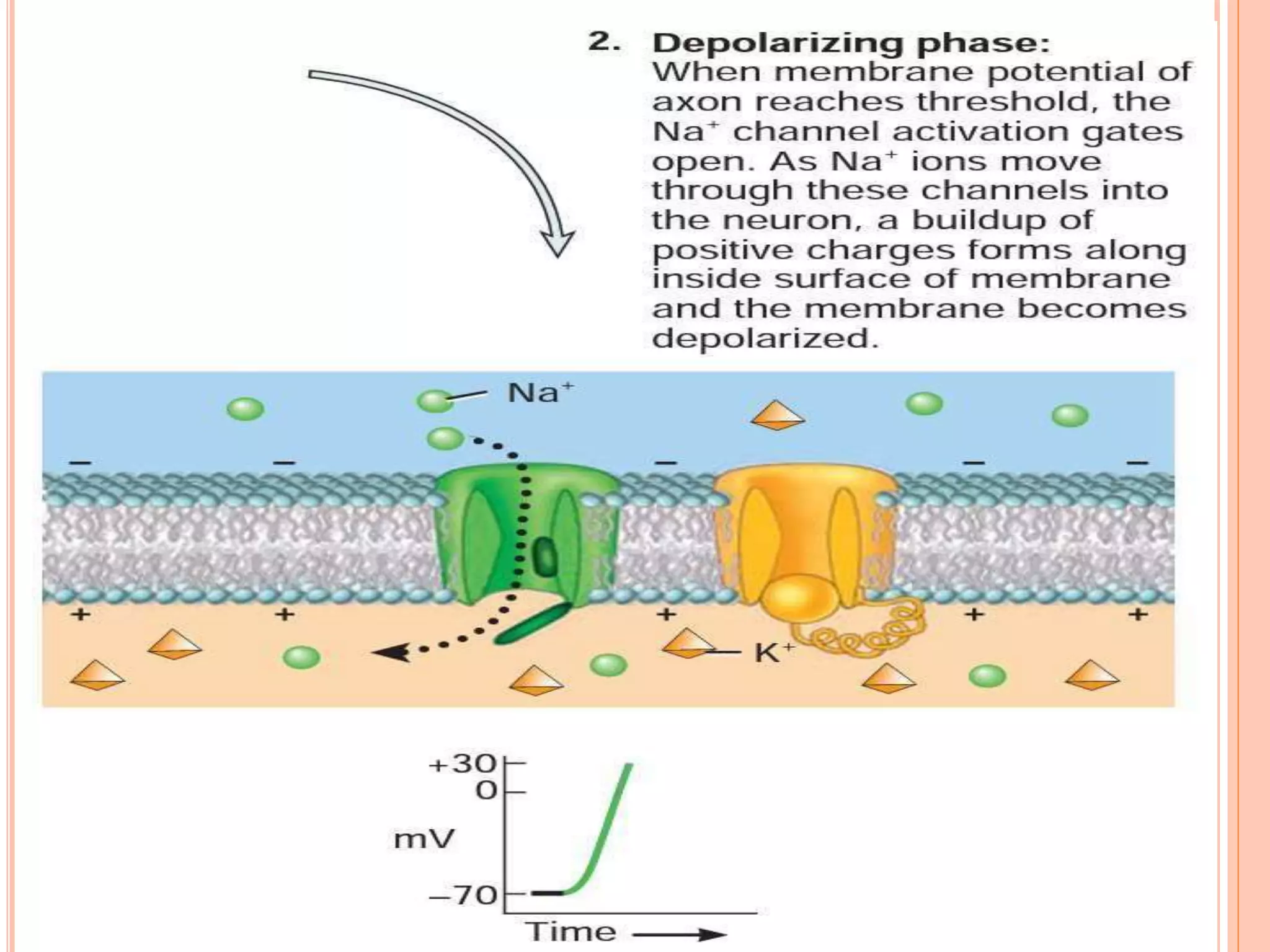 BSC Lecture Action potential.pptx