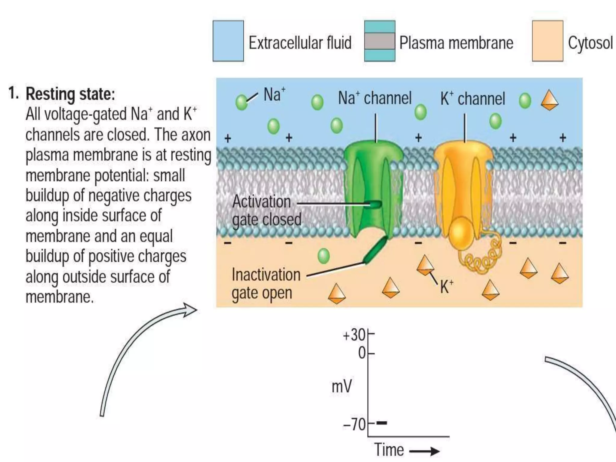 BSC Lecture Action potential.pptx