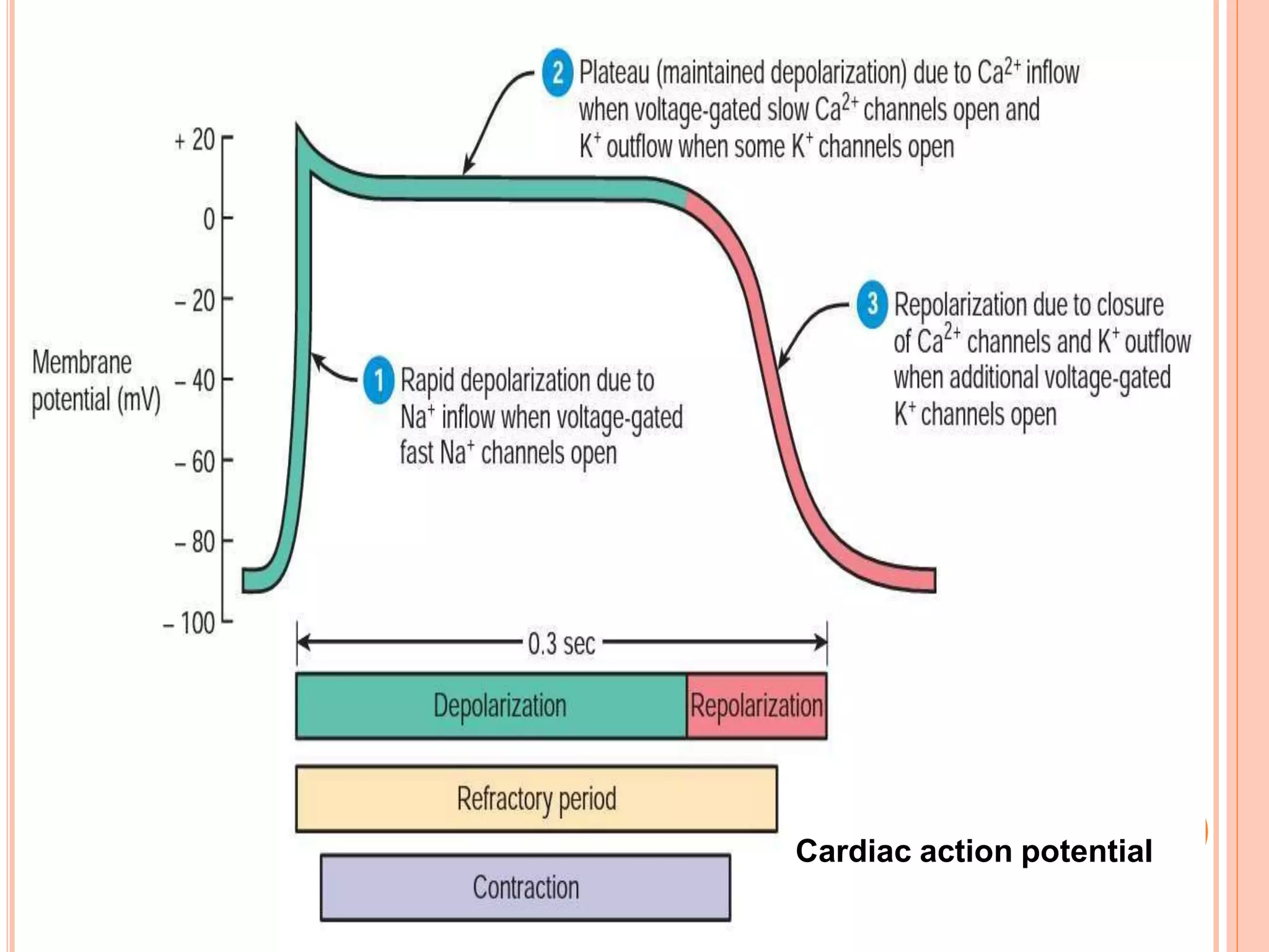 BSC Lecture Action potential.pptx