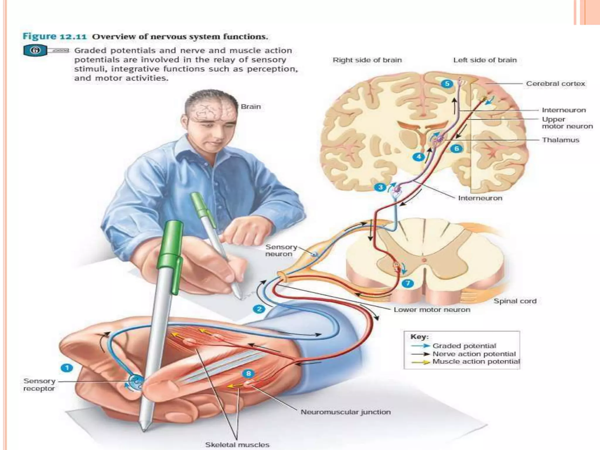 BSC Lecture Action potential.pptx