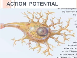 BSC Lecture Action potential.pptx