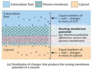 BSC Lecture Action potential.pptx