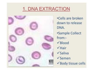BSC V Sem_Application of Genetic Engineering_ DNA Fingerprinting.pdf