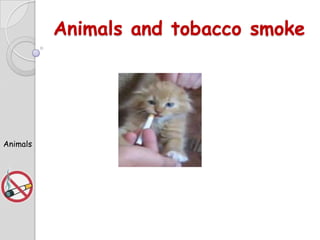 Animals and cigarette | PPT