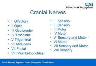 Brain Stem Death Testing | PPT