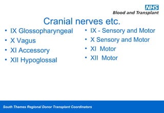 Brain Stem Death Testing | PPT