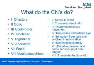 Brain Stem Death Testing | PPT