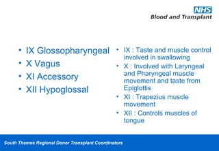 Brain Stem Death Testing | PPT