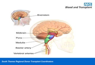 Brain Stem Death Testing and Organ Donation | PPT