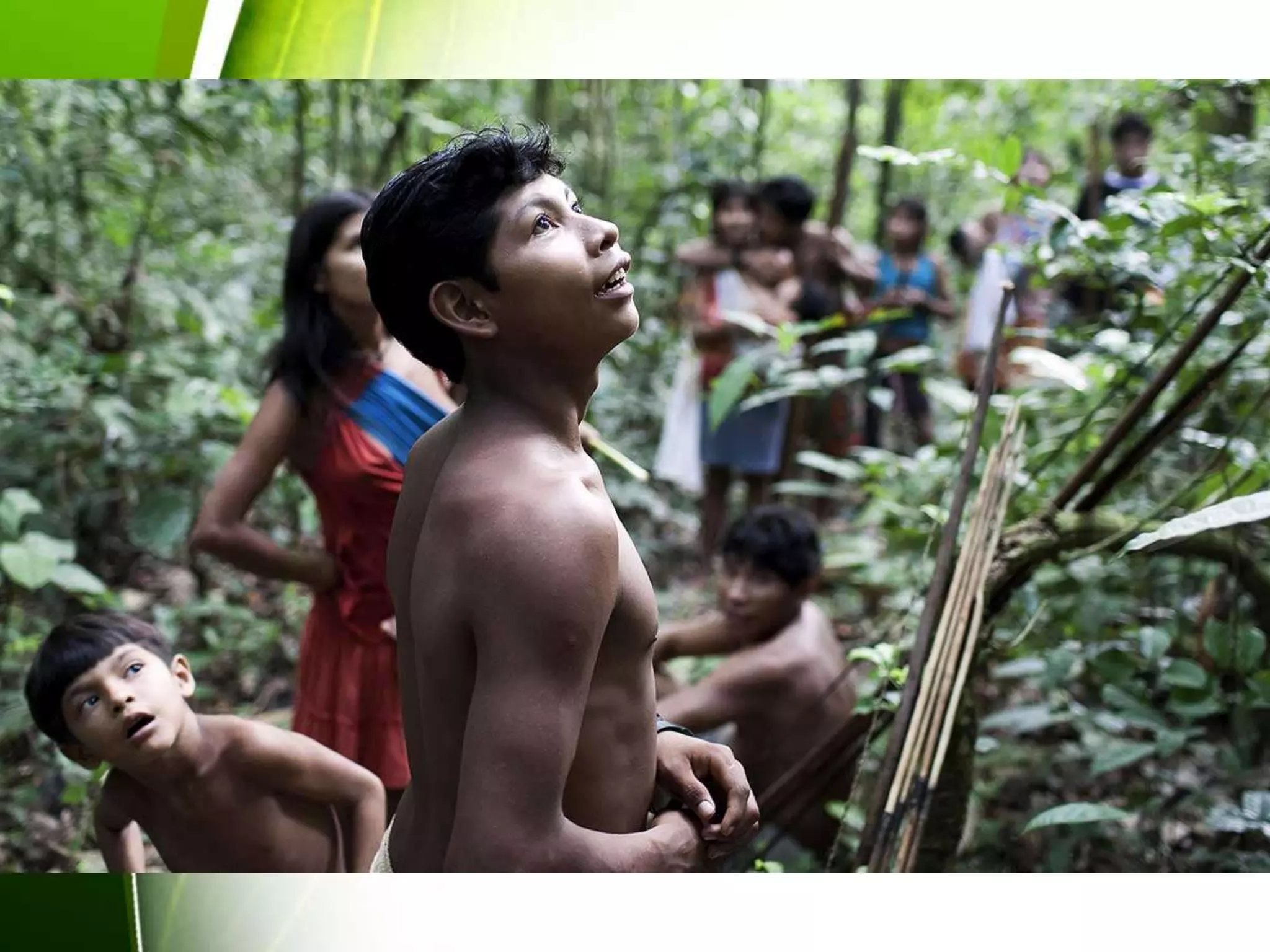 The Amazon Rainforest | PPTX