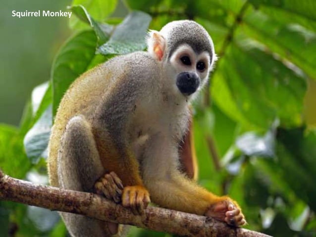 The Amazon Rainforest | PPTX | Geography | Science