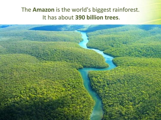 The Amazon Rainforest | PPTX | Geography | Science