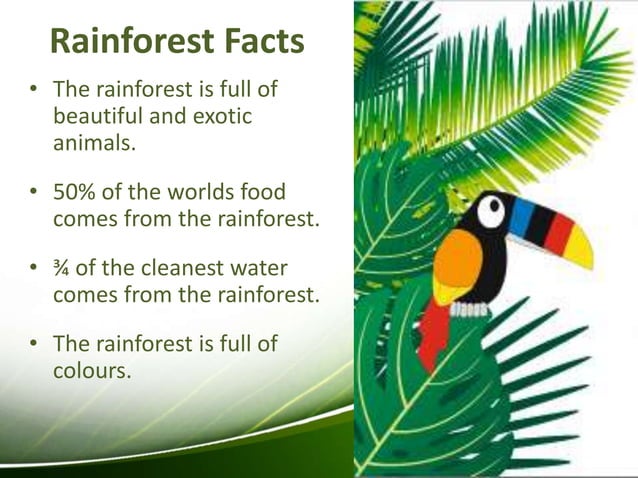 The Amazon Rainforest | PPTX | Geography | Science