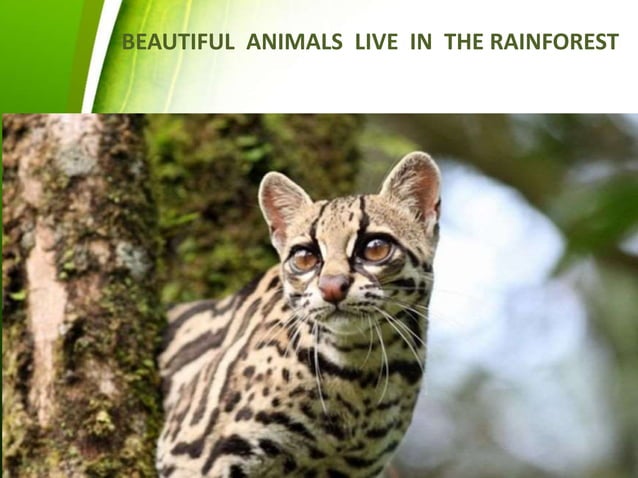 The Amazon Rainforest | PPTX | Geography | Science