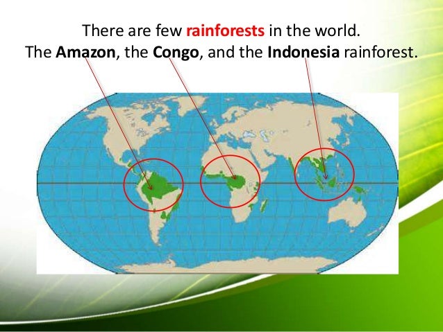 The Amazon Rainforest