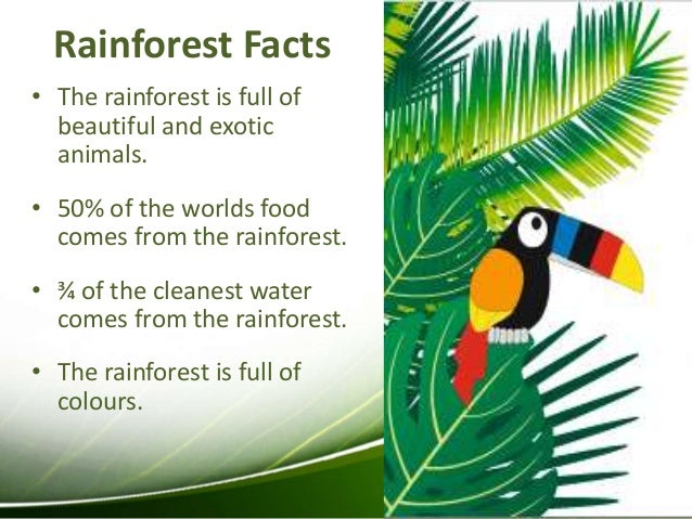 25 Facts About The Amazon Rainforest 25 Facts Youtube Kulturaupice 25 Facts About The Amazon Rainforest 25 Facts Youtube Kulturaupice
