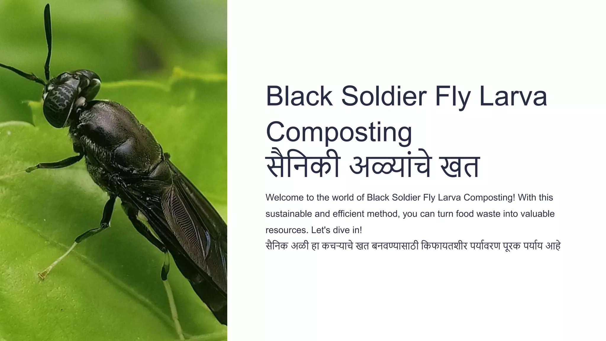 BSF - Black-Soldier-Fly.pptx
