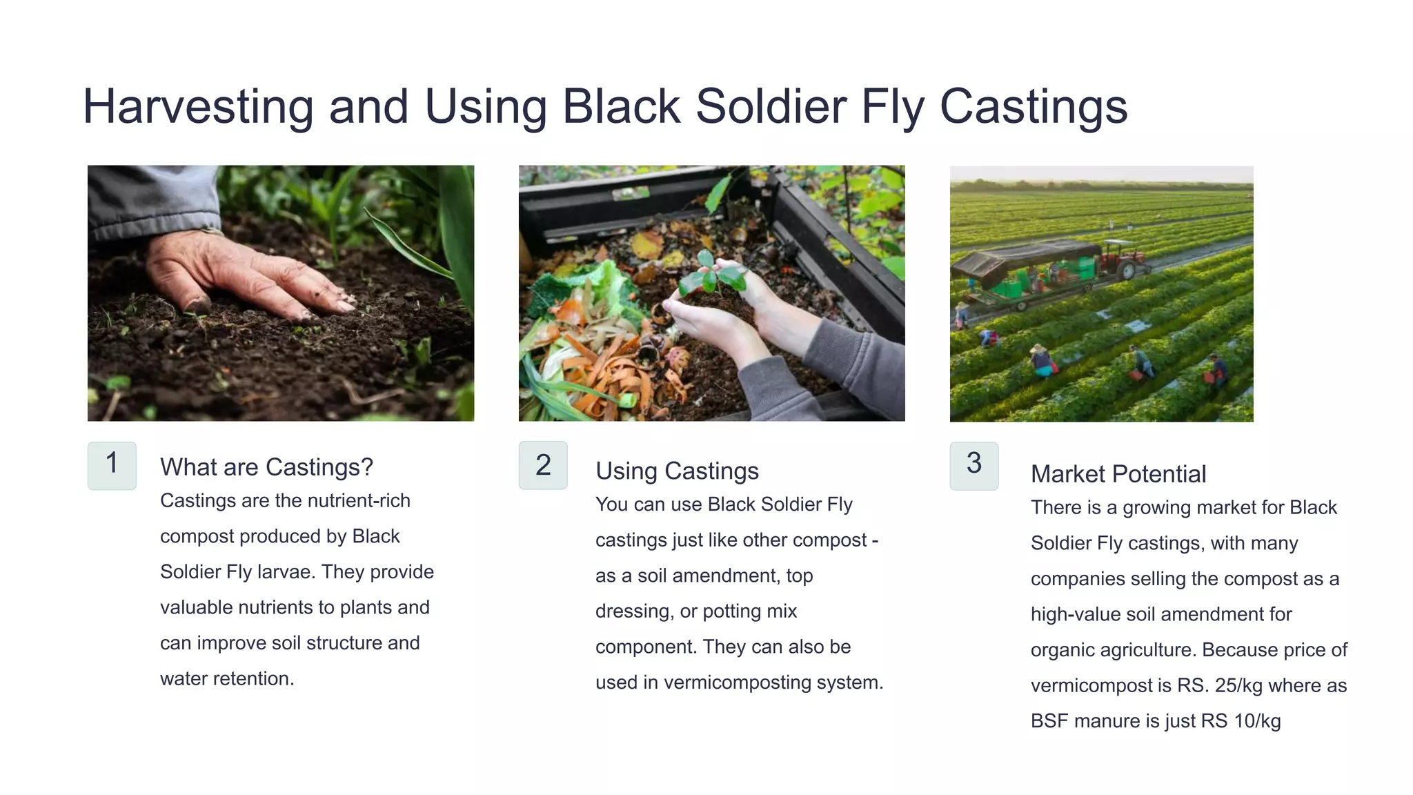 BSF - Black-Soldier-Fly.pptx