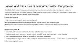 BSF - Black-Soldier-Fly.pptx