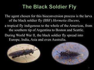 BSF & Redworm Bio Conversion | PPSX