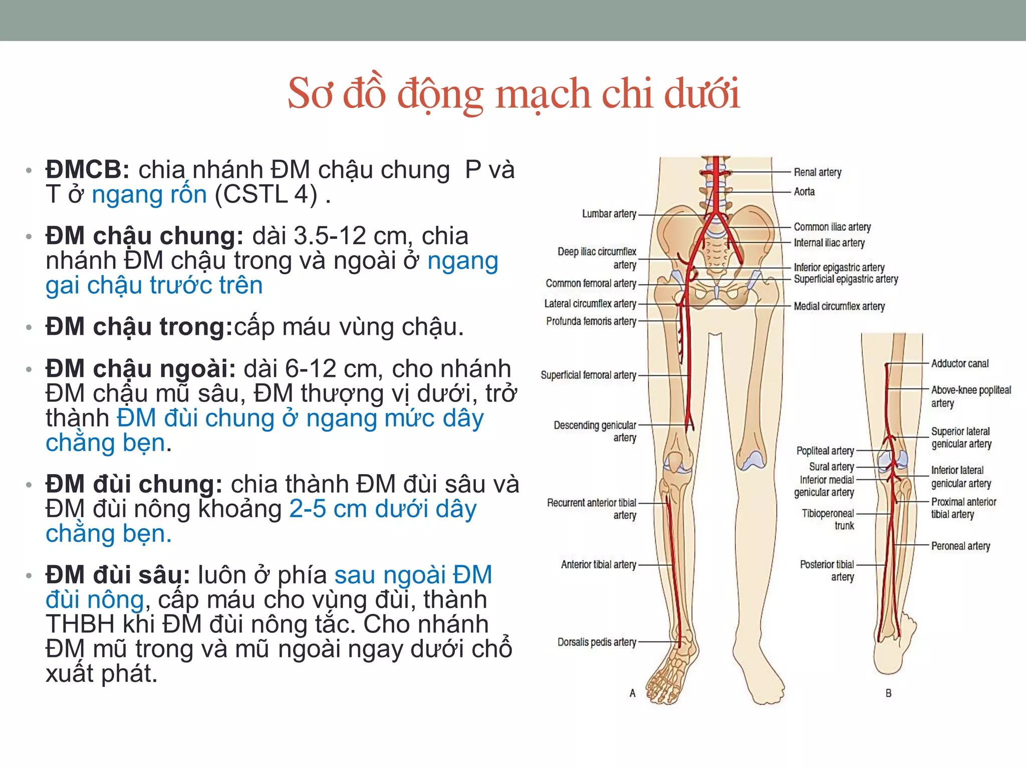 sieu am mach mau chi duoi | PDF