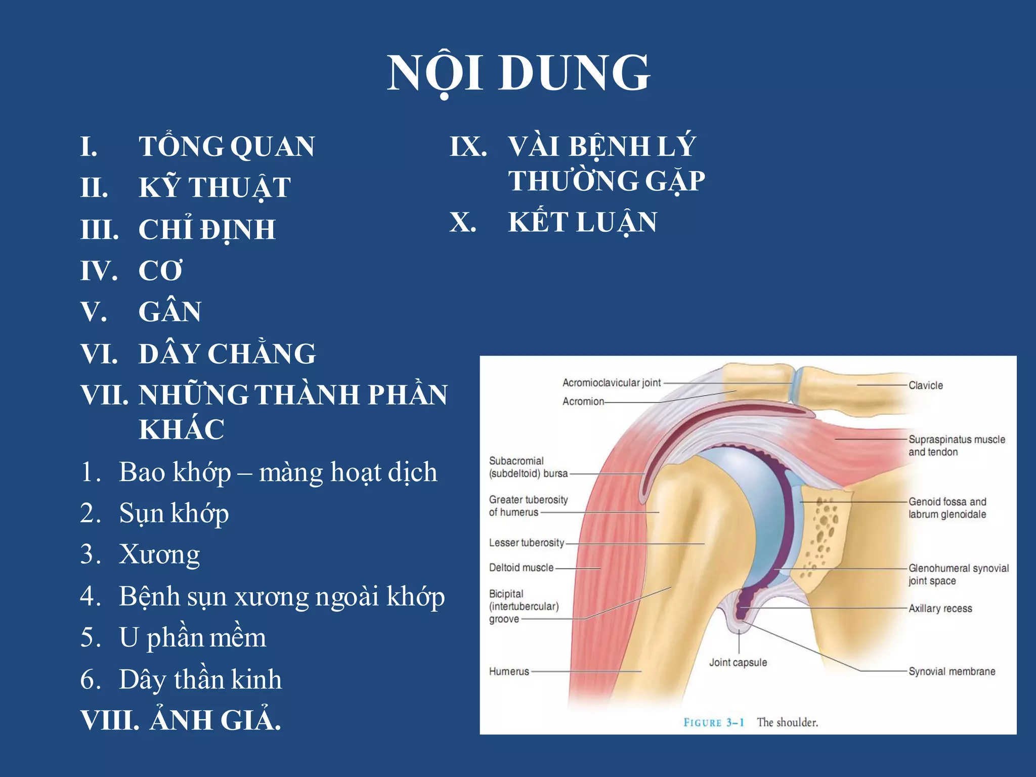 Tổng quan siêu âm cơ xương khớp, Bs Liêm | PDF