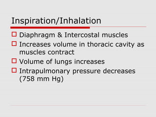 Pulmonary Ventilation and Lung Capacity | PPT