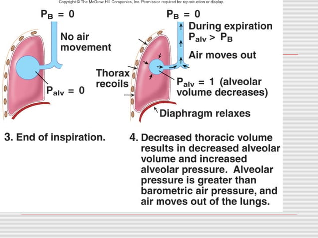 Pulmonary Ventilation and Lung Capacity