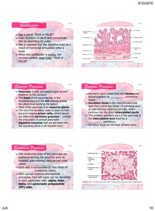 The Digestive System | PDF