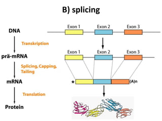 RNA splicing..... | PPT