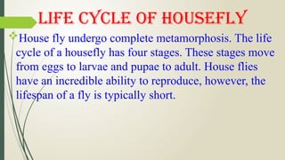 Basic Sciences; Life Cycle of House fly and Cockroach | PPTX