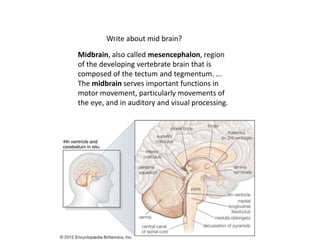 Bss science & art of yoga | PPT | Free Download