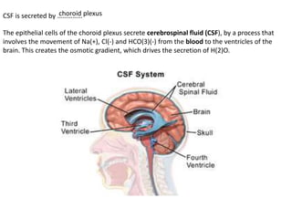Bss science & art of yoga | PPT