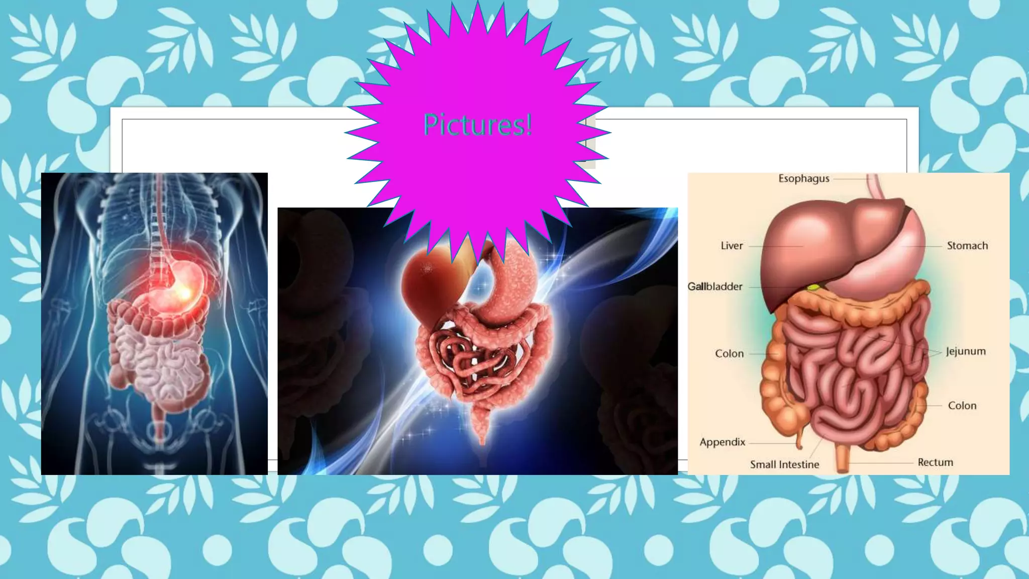 Human Body - Digestive System | PPTX | Chemistry | Science