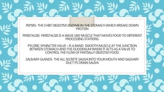 Human Body - Digestive System | PPTX