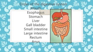 Human Body - Digestive System | PPTX | Chemistry | Science