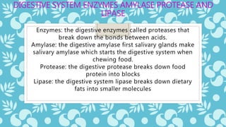Human Body - Digestive System | PPTX | Chemistry | Science